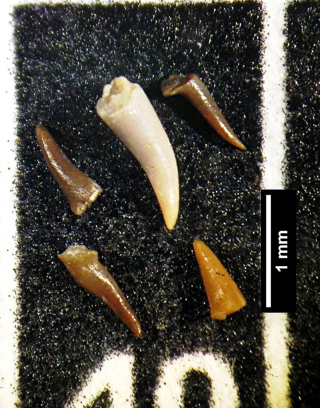 Fossils and Other Living Things: Teeth and Denticles ~ A Loss of Clarity