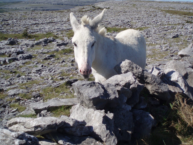 RACÓ VIATGER de Mariló: IRLANDA: THE BURREN