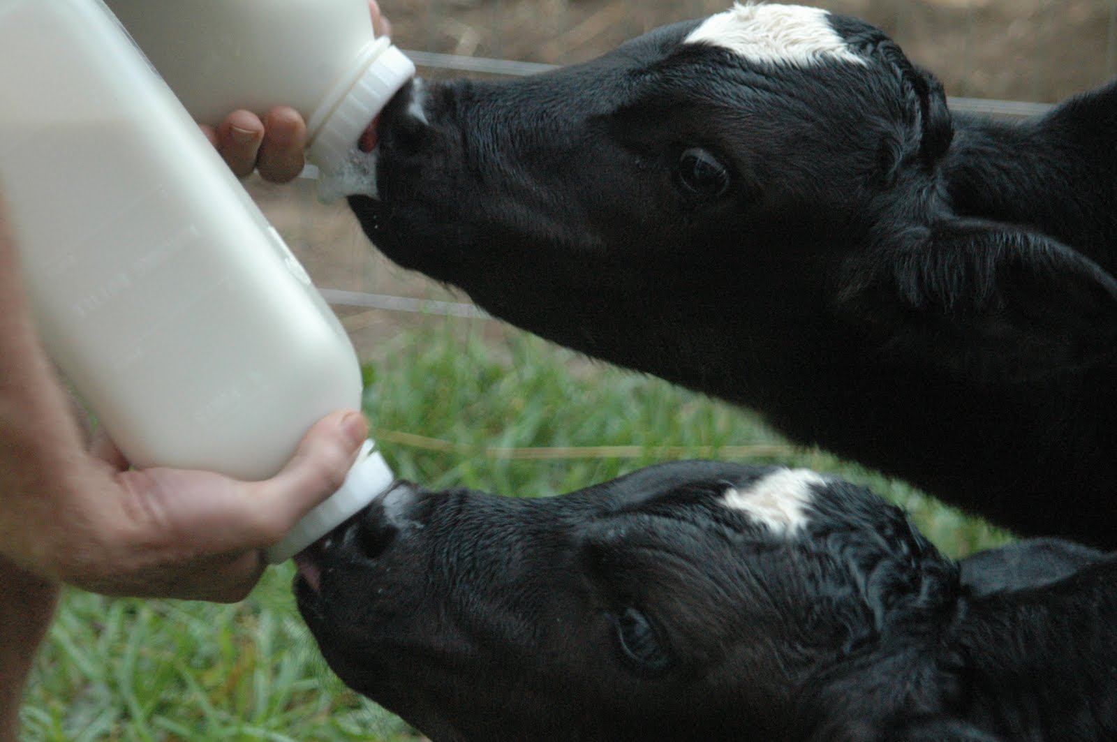 Green Legacy Farm: Feeding Baby Calves, or a Tutorial in Not Getting Goosed