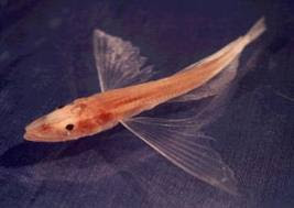 Baikal Oilfish - Fishes