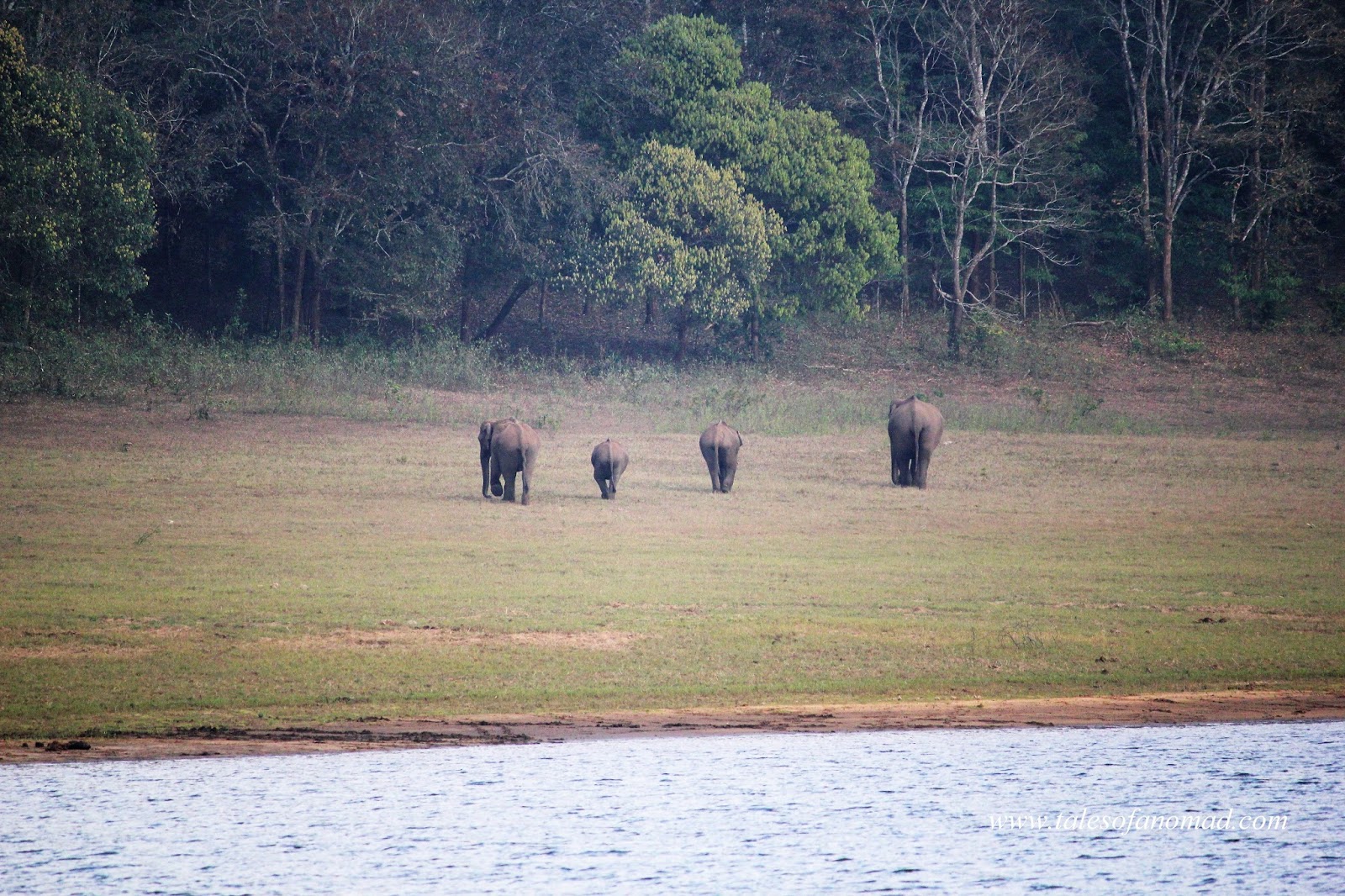 Tales Of A Nomad: Periyar Tiger Reserve, Thekkady- A Walk into the Woods
