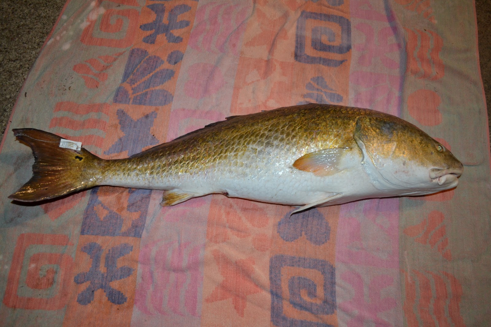 Our Family Journey...: A "Real" Fish Tale