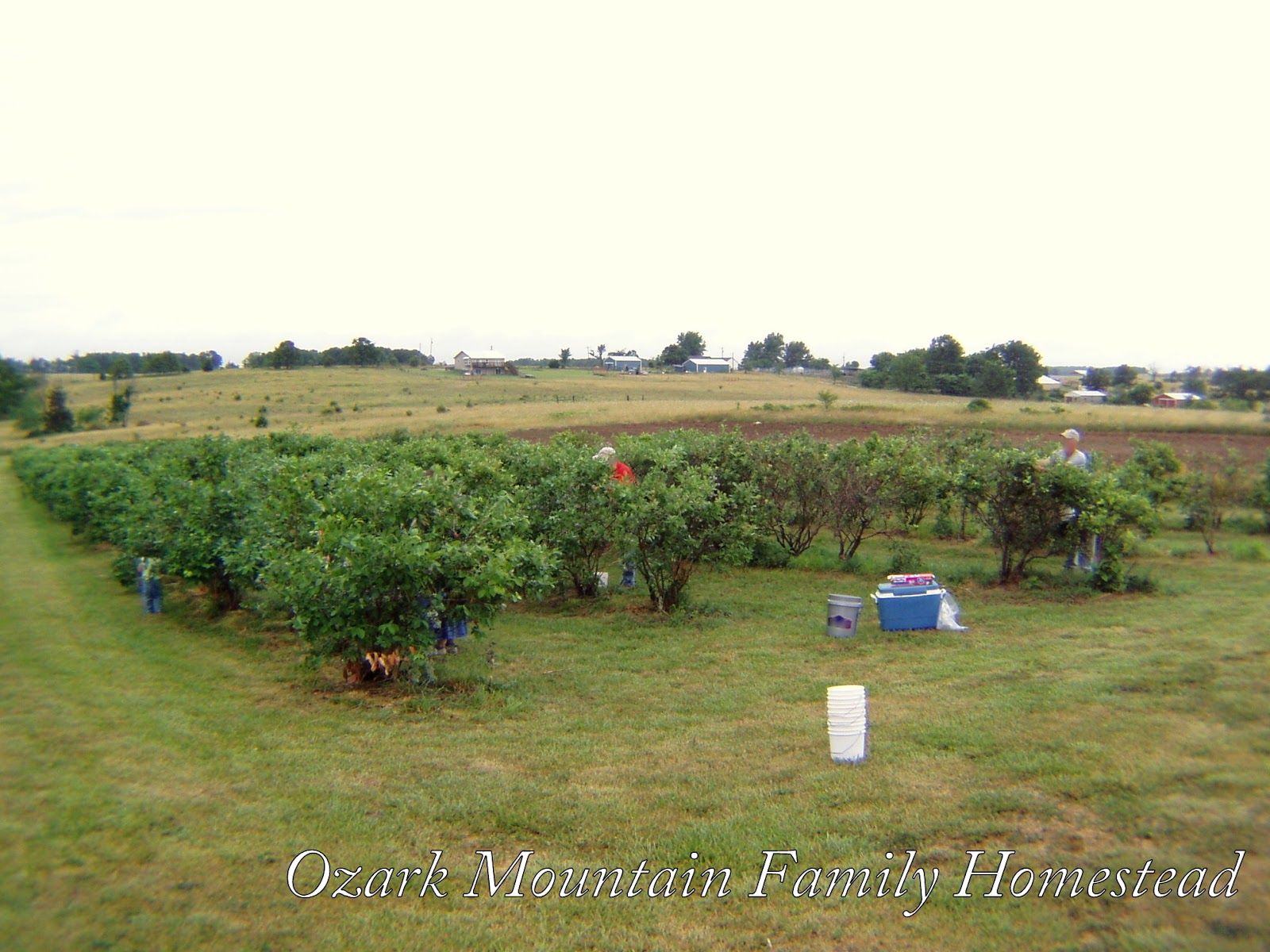 Ozark Mountain Family Homestead: Preserving Blueberries