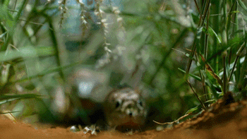 Chuck's Fun Page 2: A dozen animated animal GIFs