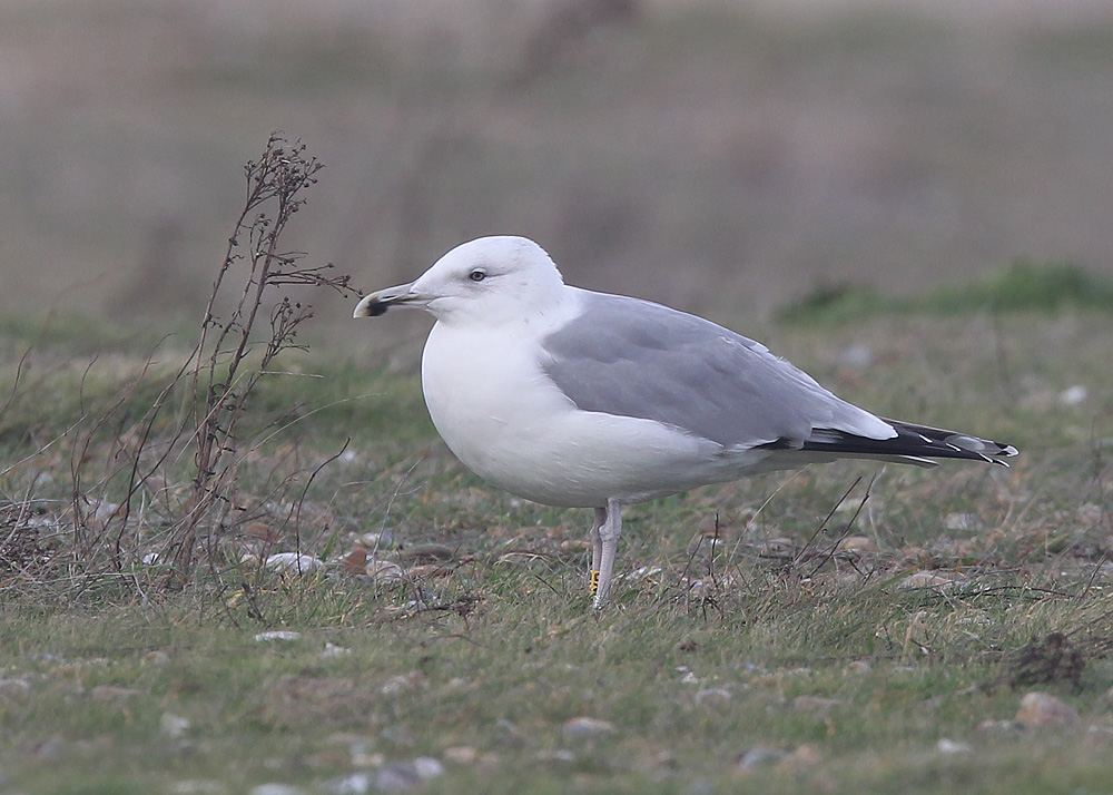 Richard Smith - Birdwatching Days Out: CASPIAN GULL, 3rd winter, Yellow ...