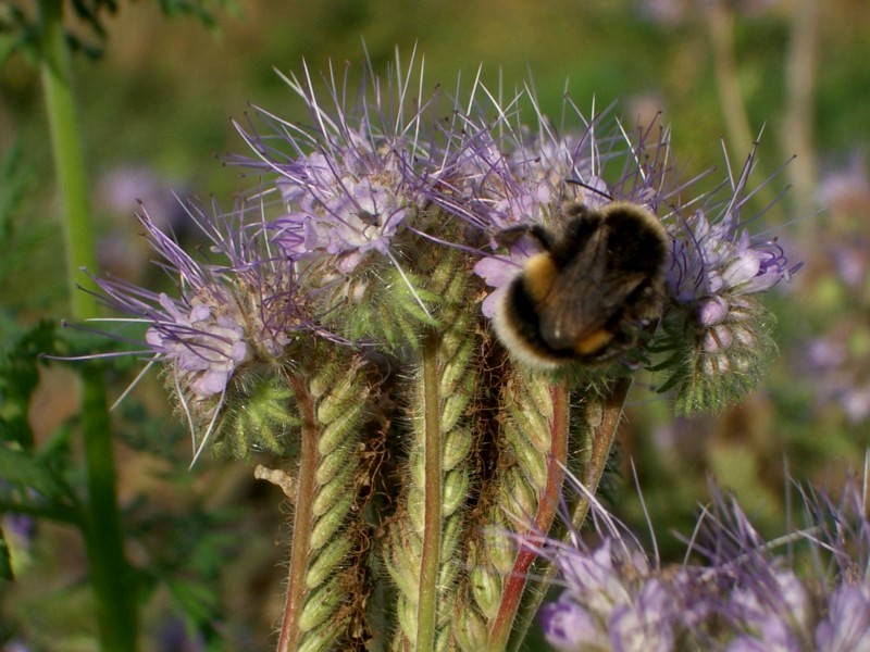Insects - Scilly Organics