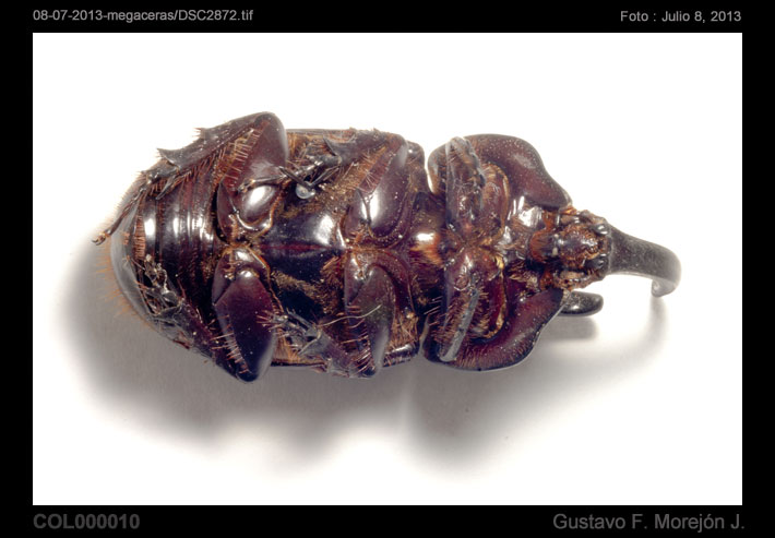 Coleoptera de Ecuador: Megaceras morpheus (COL000010)