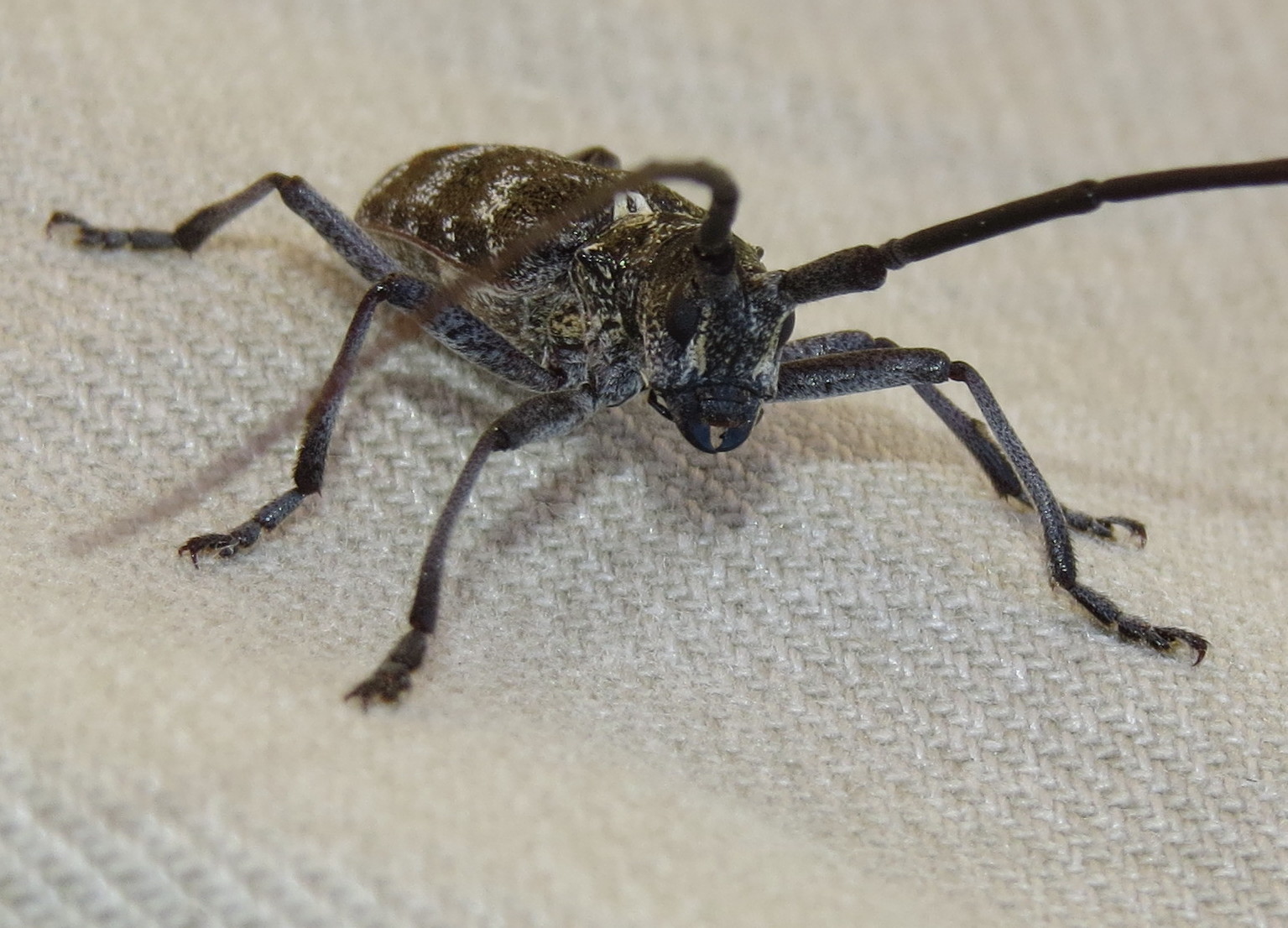 Bug Eric: Mate Guarding and Oviposition in the White-spotted Sawyer ...