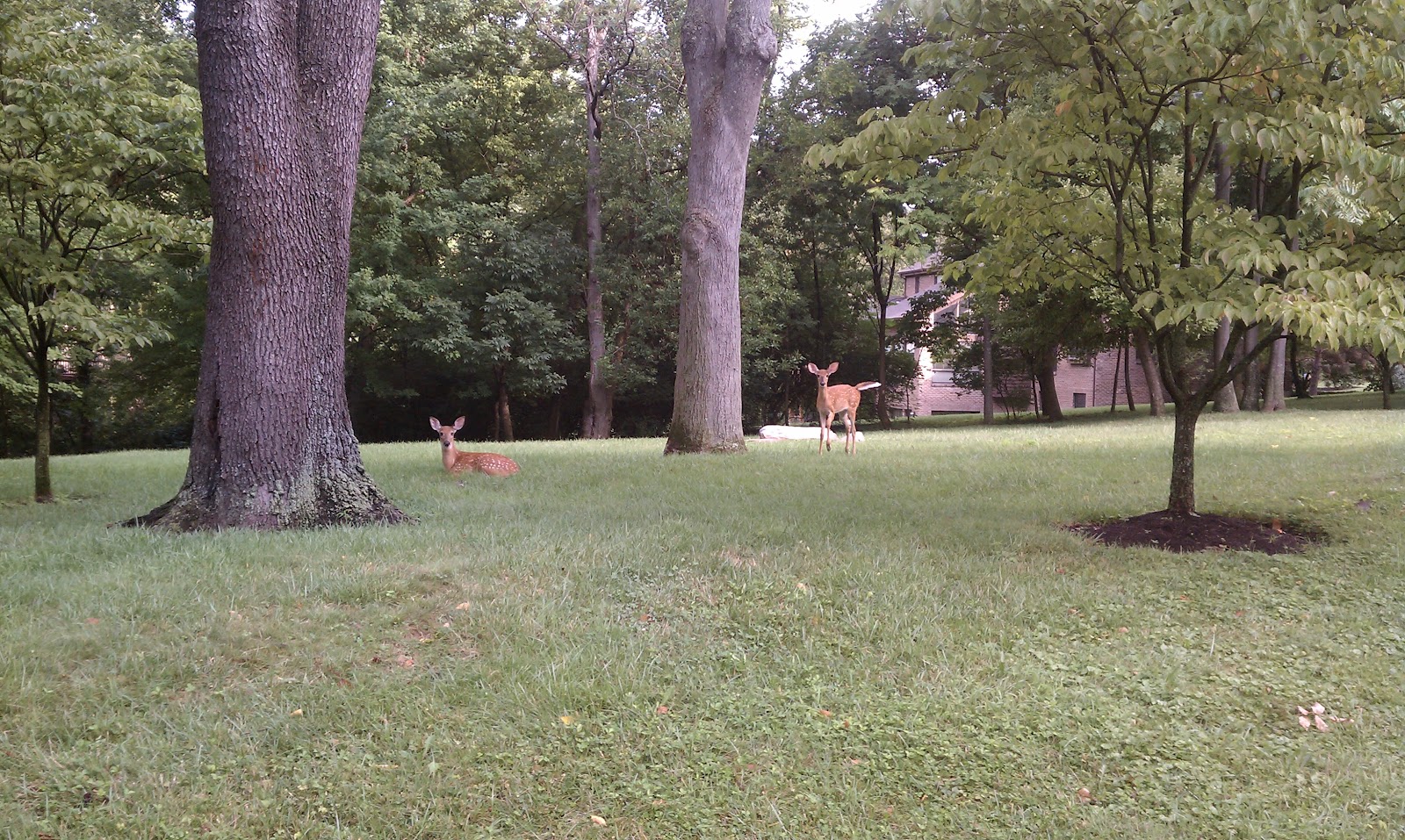 A (Lone) Wolf in the Village: Amberley Green
