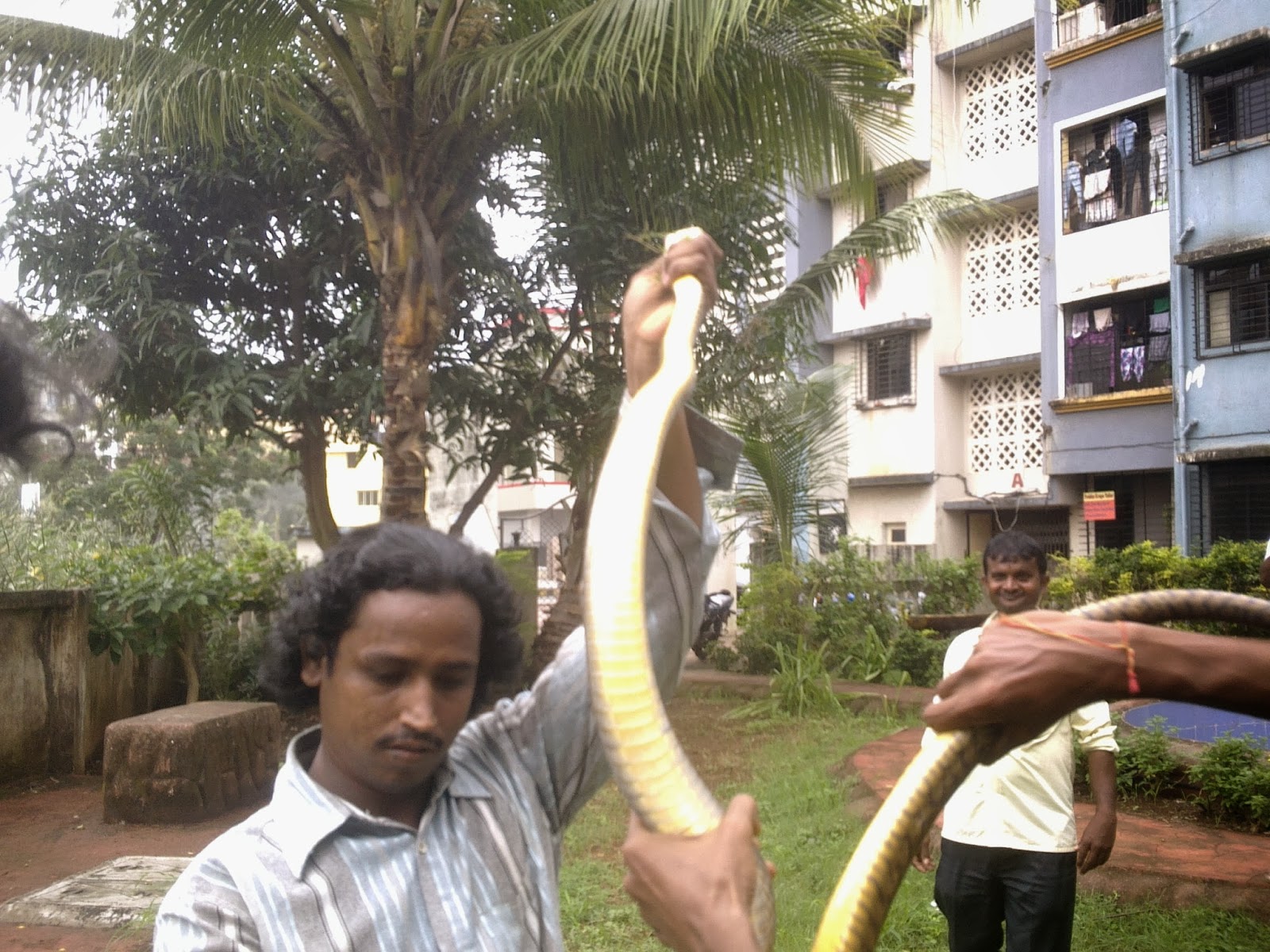 Viraj Revadekar: Dhaman Snake Catching Operation at Gokul Classic ...
