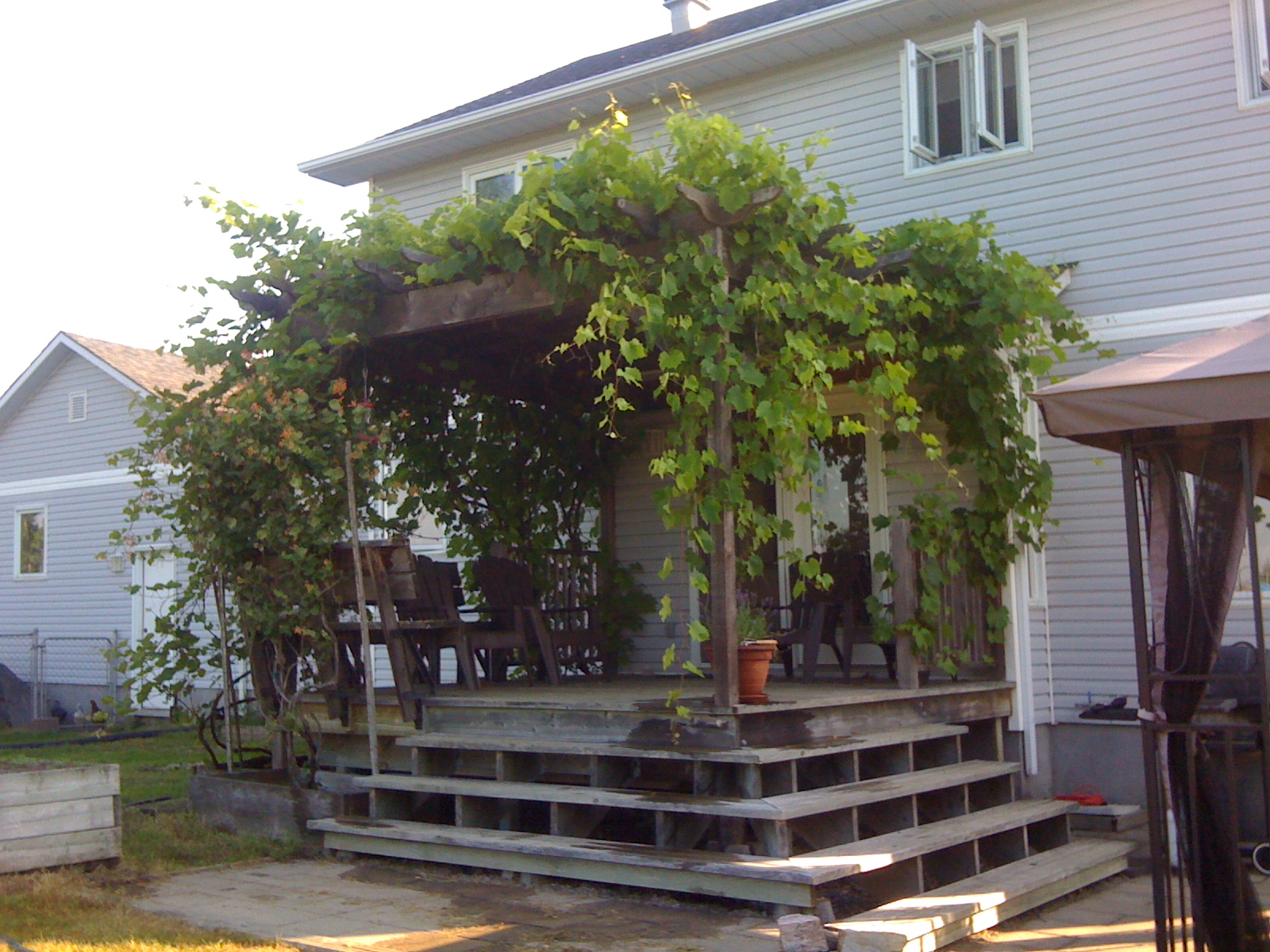 Gael Glen Farm & Apiary: A Grape-y Canopy