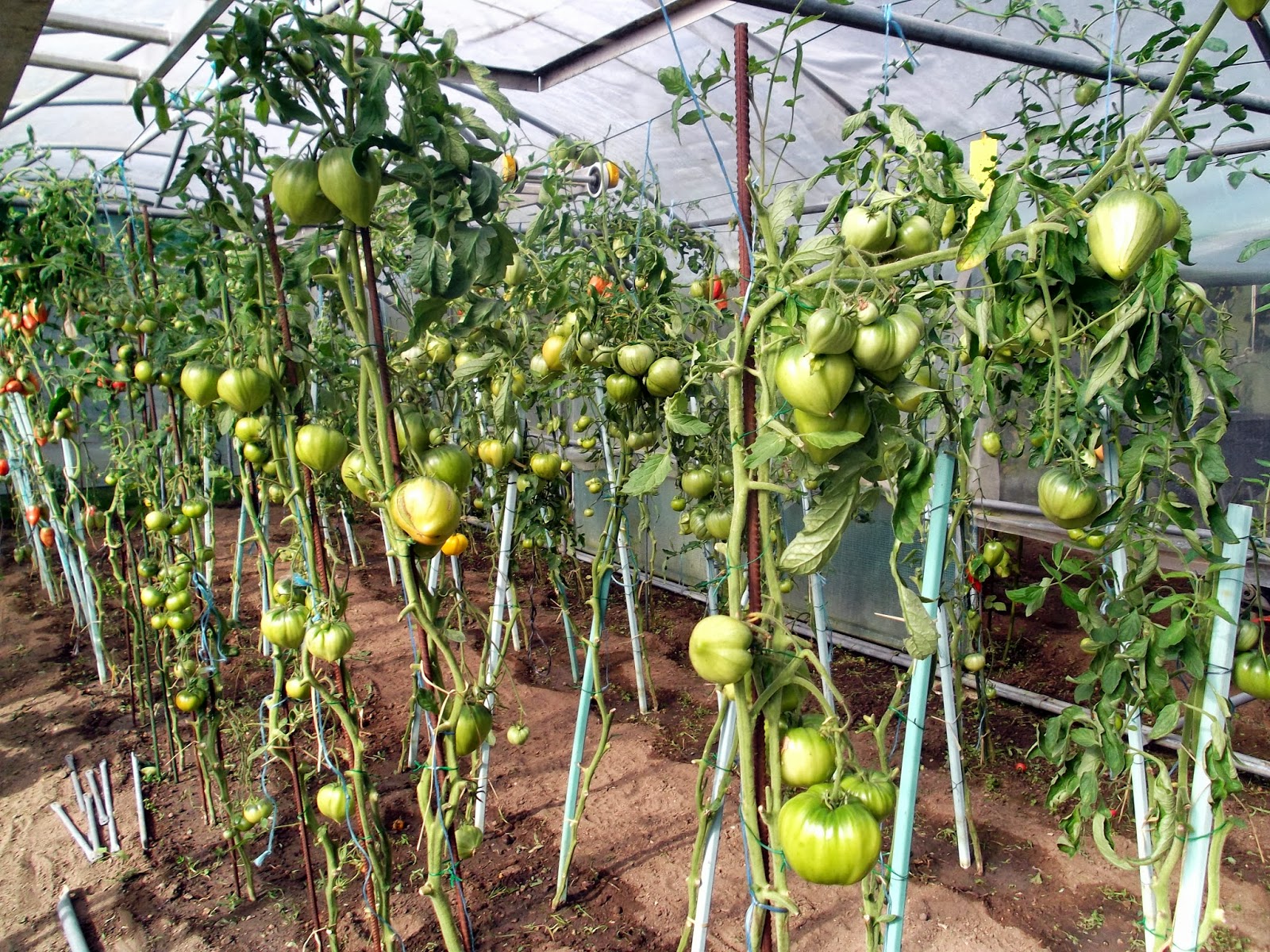 PASSION TOMATES: EFFEUILLAGE DES TOMATES POUR LAISSER PASSER LE SOLEIL