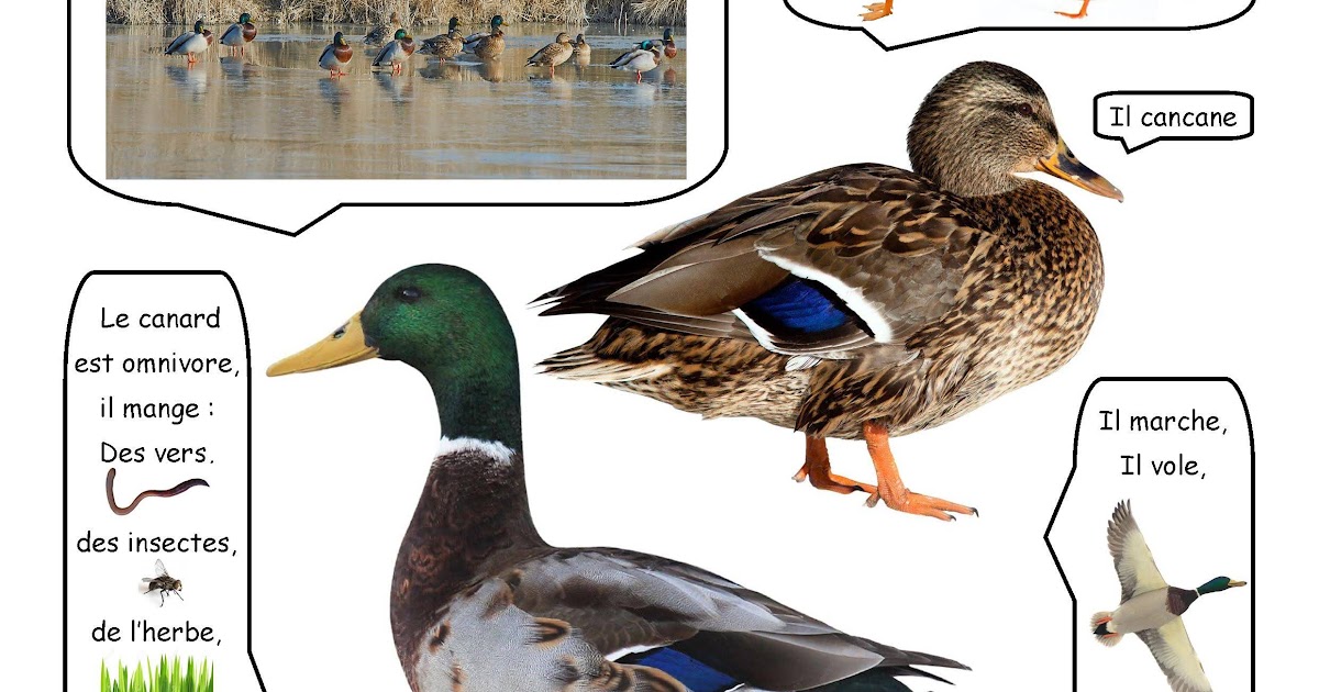 Le Journal de Nounou Sophie: Bilan de la semaine 27 : le canard