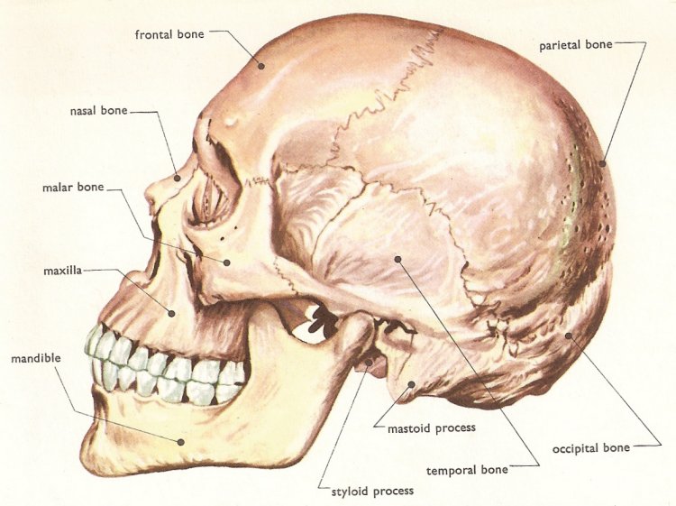 Colorir E Pintar Aprenda A Desenhar Um Cranio Colorir E Pintar Aprenda A Desenhar Um Cranio
