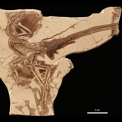 Species New to Science: [Paleontology • 2017] New Specimens of ...