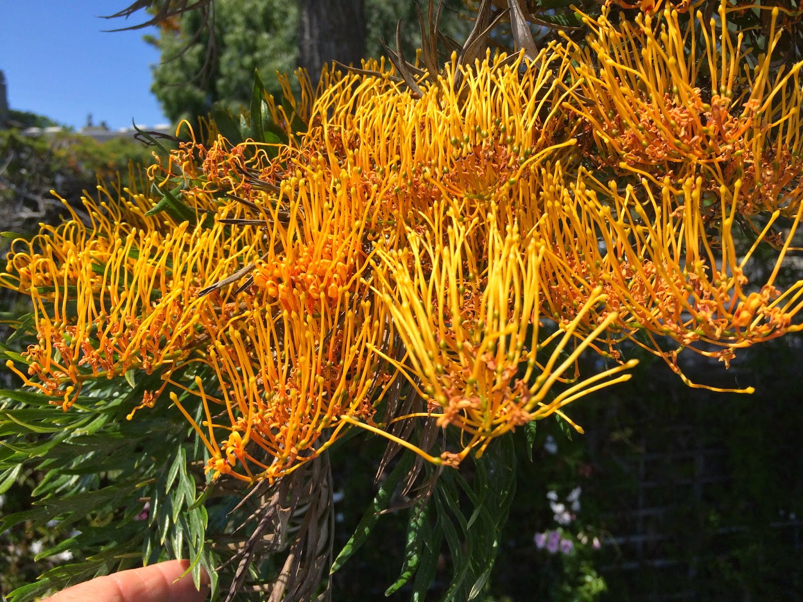 Trees of Santa Cruz County: Grevillea robusta - Silk Oak