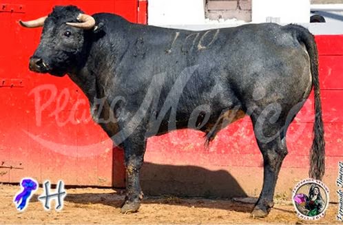 Del toro al infinito: La corrida ha devenido en un tío feo con un bicho ...