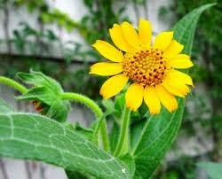 KHASIAT DAN MANFAAT DAUN YAKON / DAUN INSULIN UNTUK ATASI KENCING MANIS ...