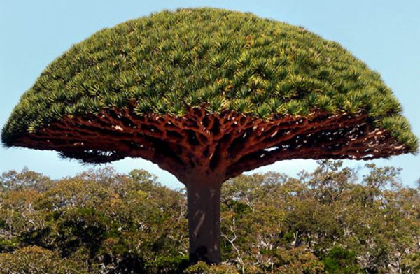 Dragon Blood Tree - Exotic Travel Destination