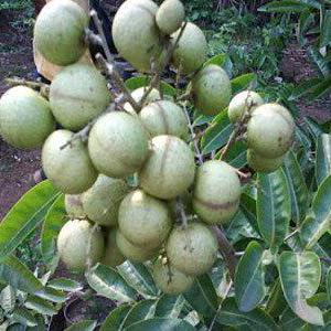 Jenis jenis lengkeng Unggulan - Kebun Buahku