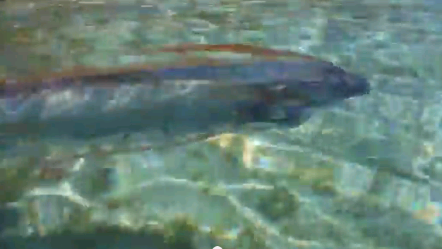 Buscandolado La Verdad-MaEl: NUEVO AVISTAMIENTO DE GIGANTES PECES REMO ...