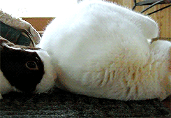 Cat loves bunny (4 gifs) | Amazing Creatures
