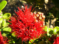 Garden Guy Hawaii: Ohia Trees (Metrosideros sp)