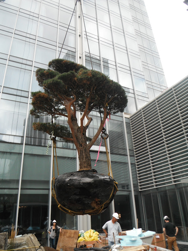 Large Tree Installations | Large Trees – Tight Spaces