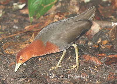 Kingfisher Park Birdwatchers Lodge (old): 19th June 2011 Report