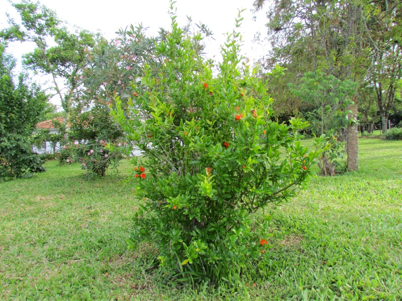 Retendo Momentos: Flor de Romãzeira
