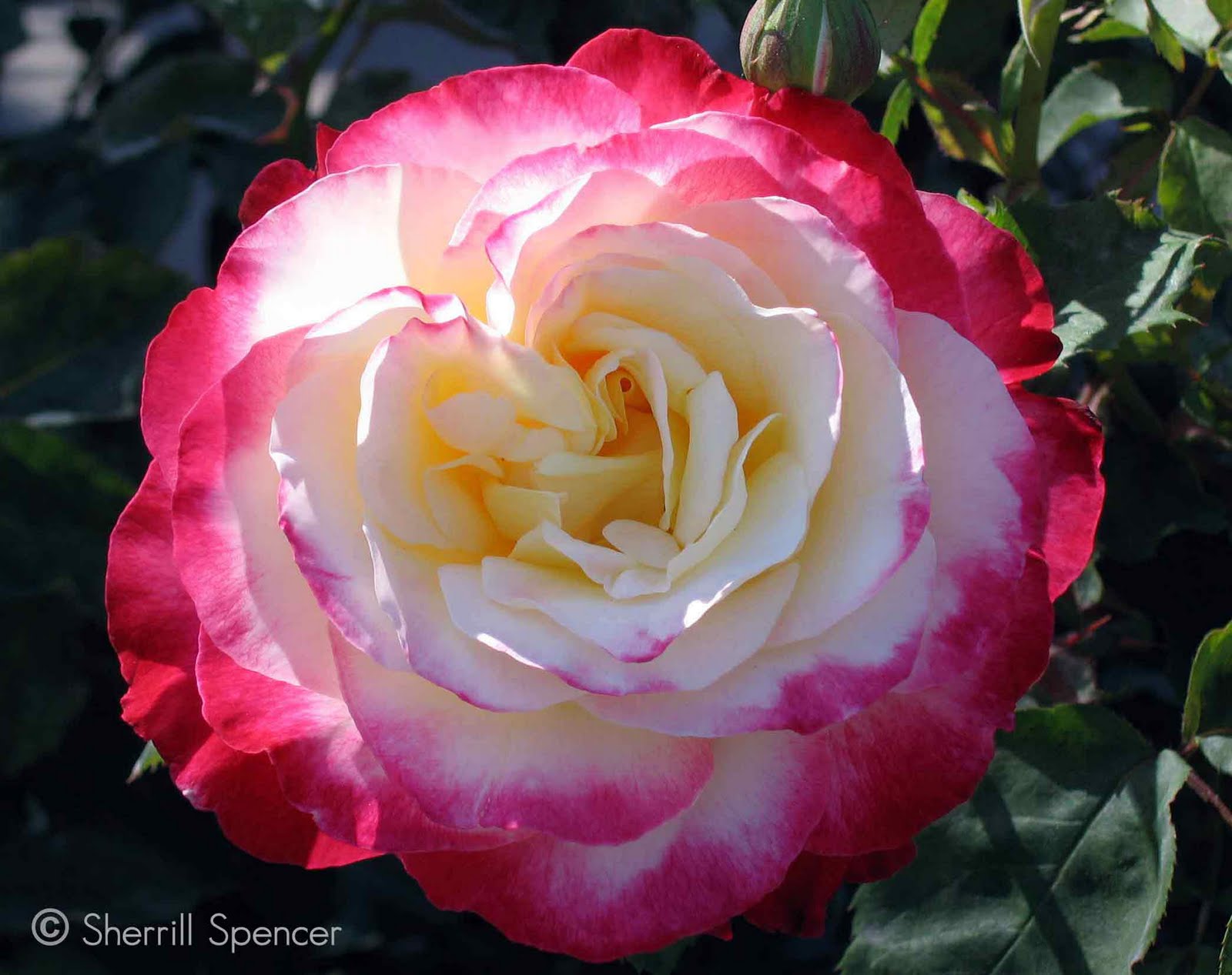 Willow's Quiet Corner: Bowers Museum Day Trip