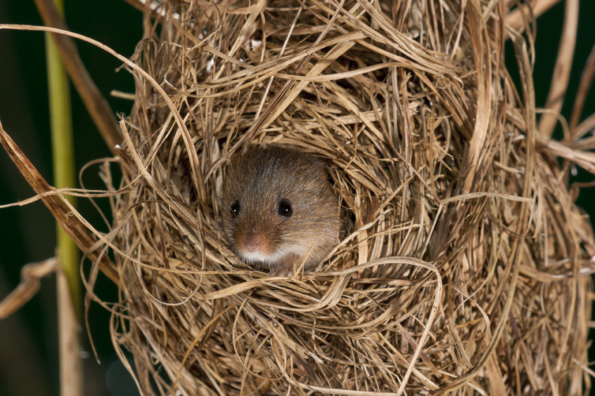 News from AGAMI image library - www.agami.nl: Springende muizen