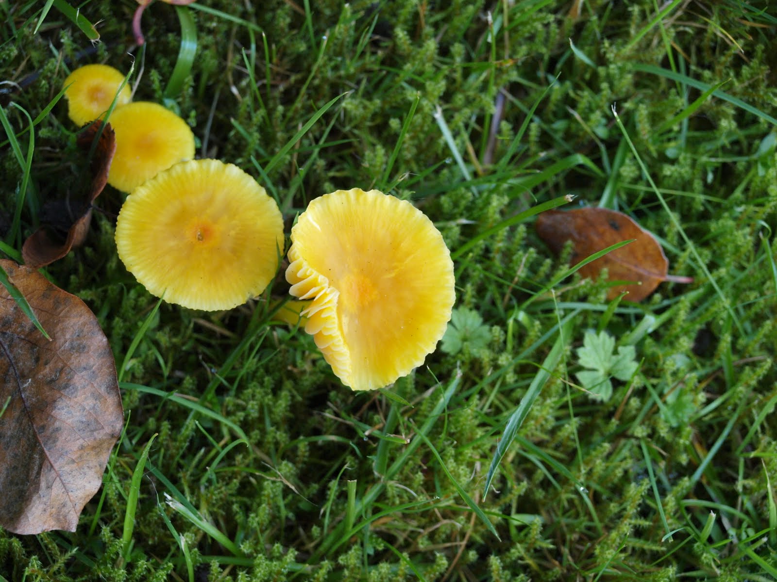 Ragged Robin's Nature Notes: Signs of Autumn at the Gardens