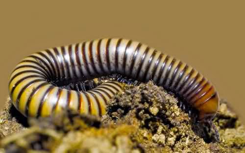 Variety of Life: Spirostreptidae