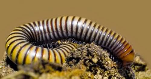 Variety of Life: Spirostreptidae