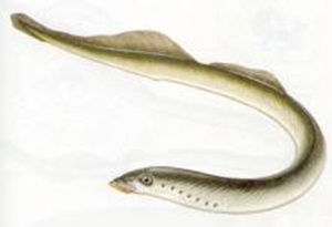 BIOLOGI TOPI BIRU: AGNATHA