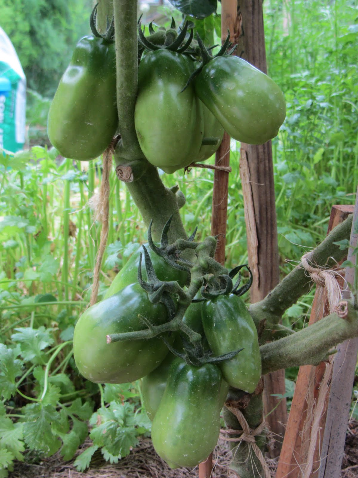 The Rusted Vegetable Garden
