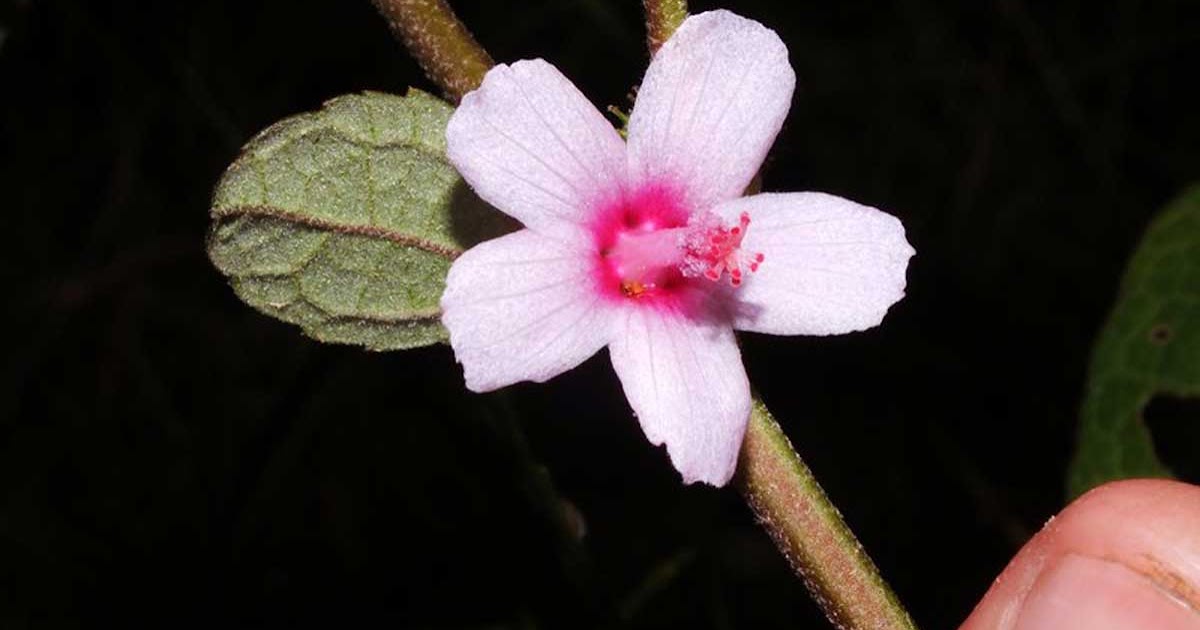Medicinal Plants: Urena lobata, Caesar weed, atibala, Kongojute, Congo Jute