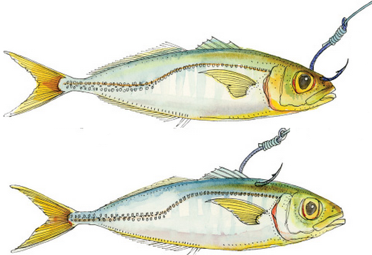 TIPS - Cara Memasang Umpan Hidup Memancing Yang Benar- cara mancing ...