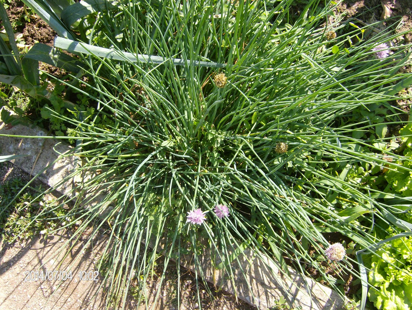 A HORTA DO JOÃO: Usos mais comuns das ervas aromáticas