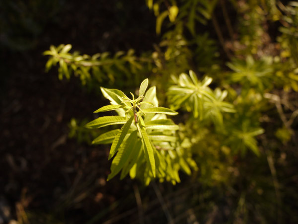 HiveQueen: Bitters and sweets