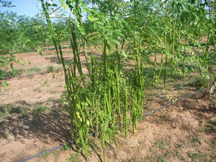 MORINGA: Growing Moringa Oleifera in Australia from Seeds. - Moringa ...