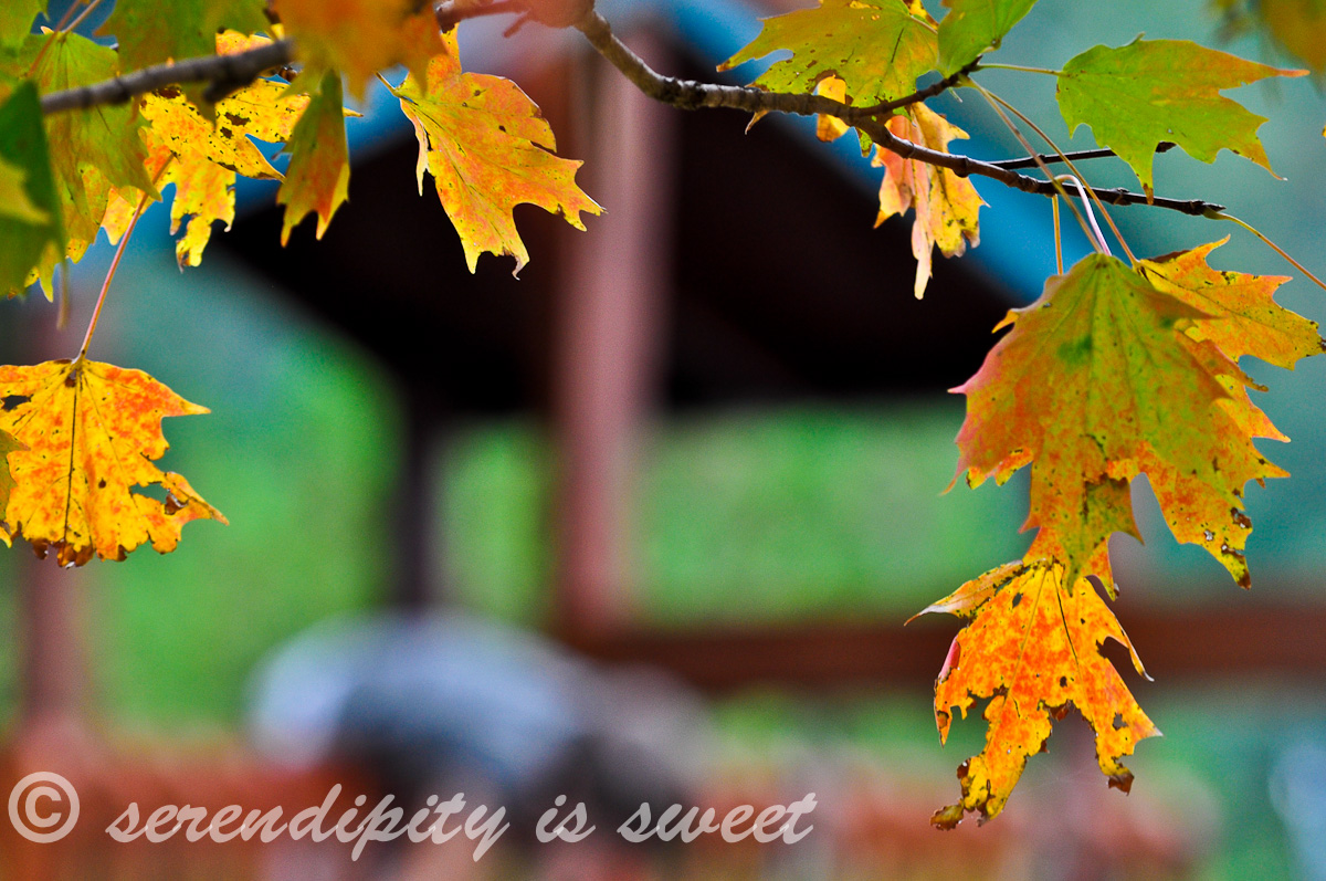 Serendipity is Sweet: Shades of Autumn - Yellow