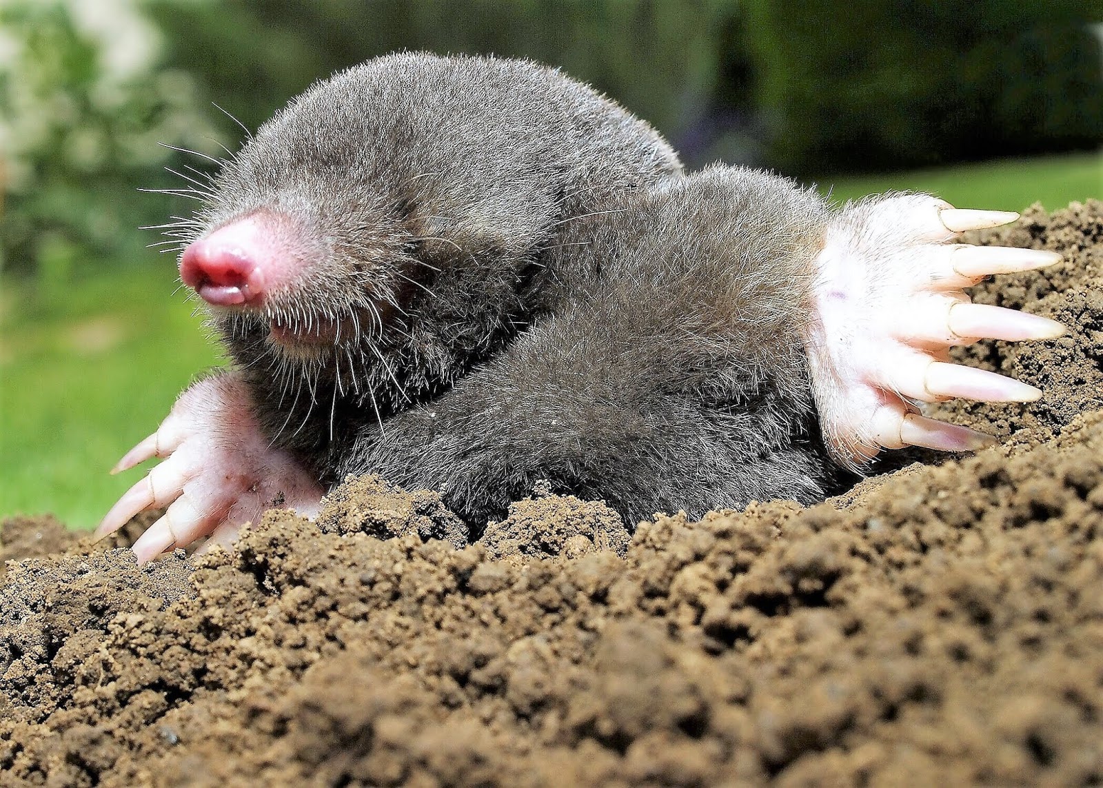 Fieggentrio: Blind als een mol