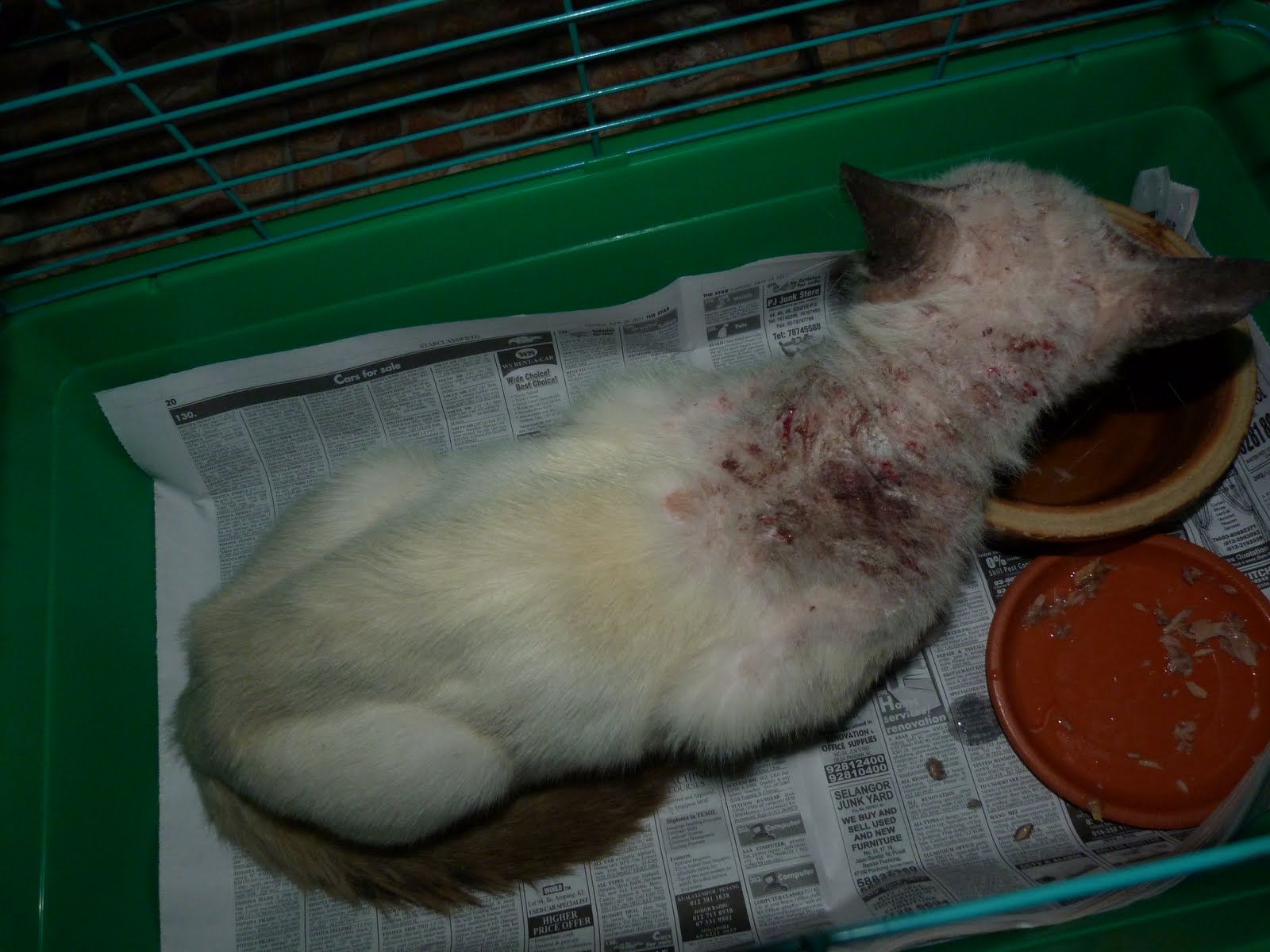 Furries of Whisppy: Poor Beaten Up Cat