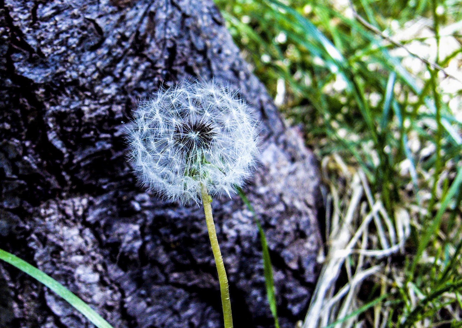Walking Arizona: Dandylion