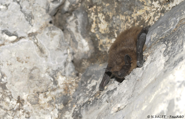 Fauneo: Chauves-souris Ardennaises