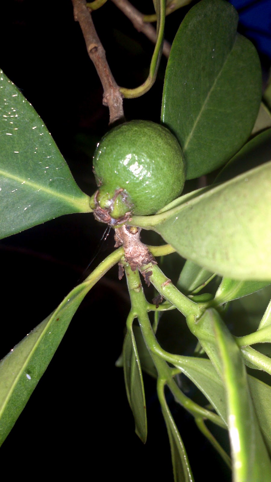 Berries of Miami: Red Indian Guava 1gal. - Berries of Miami