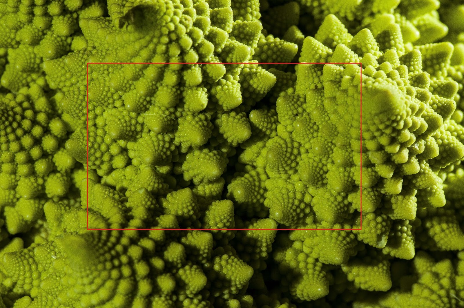 Les bactéries fractales ~ Sweet Random Science