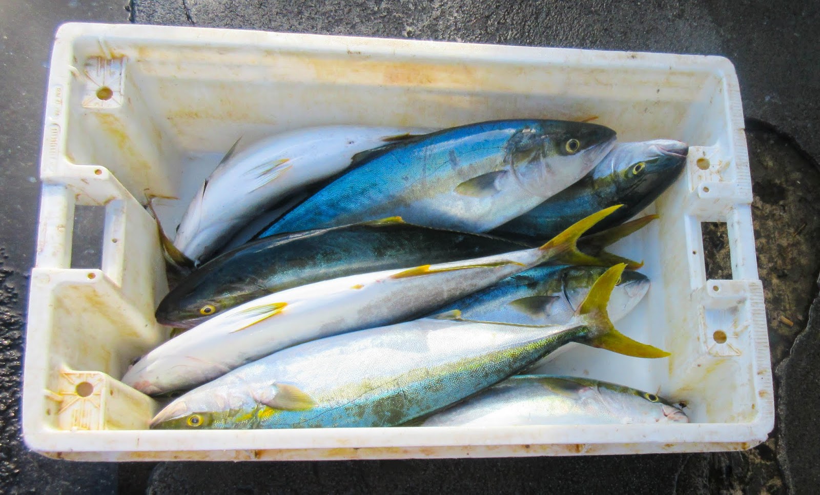 Cannundrums: Kalky's - Kalk Bay, South Africa